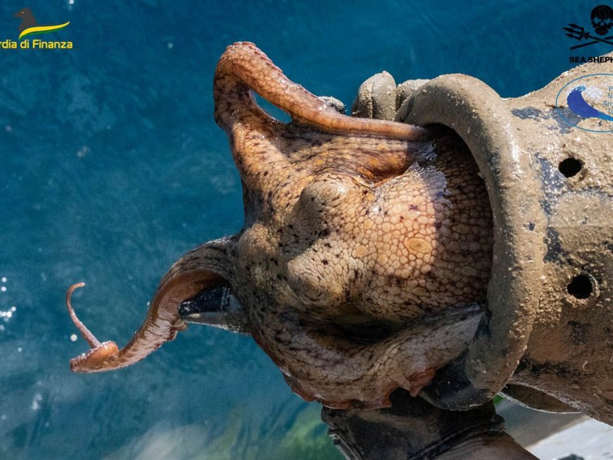 Toscana, rimosse dai fondali 7.600 trappole per polpi: «Il più grande ...