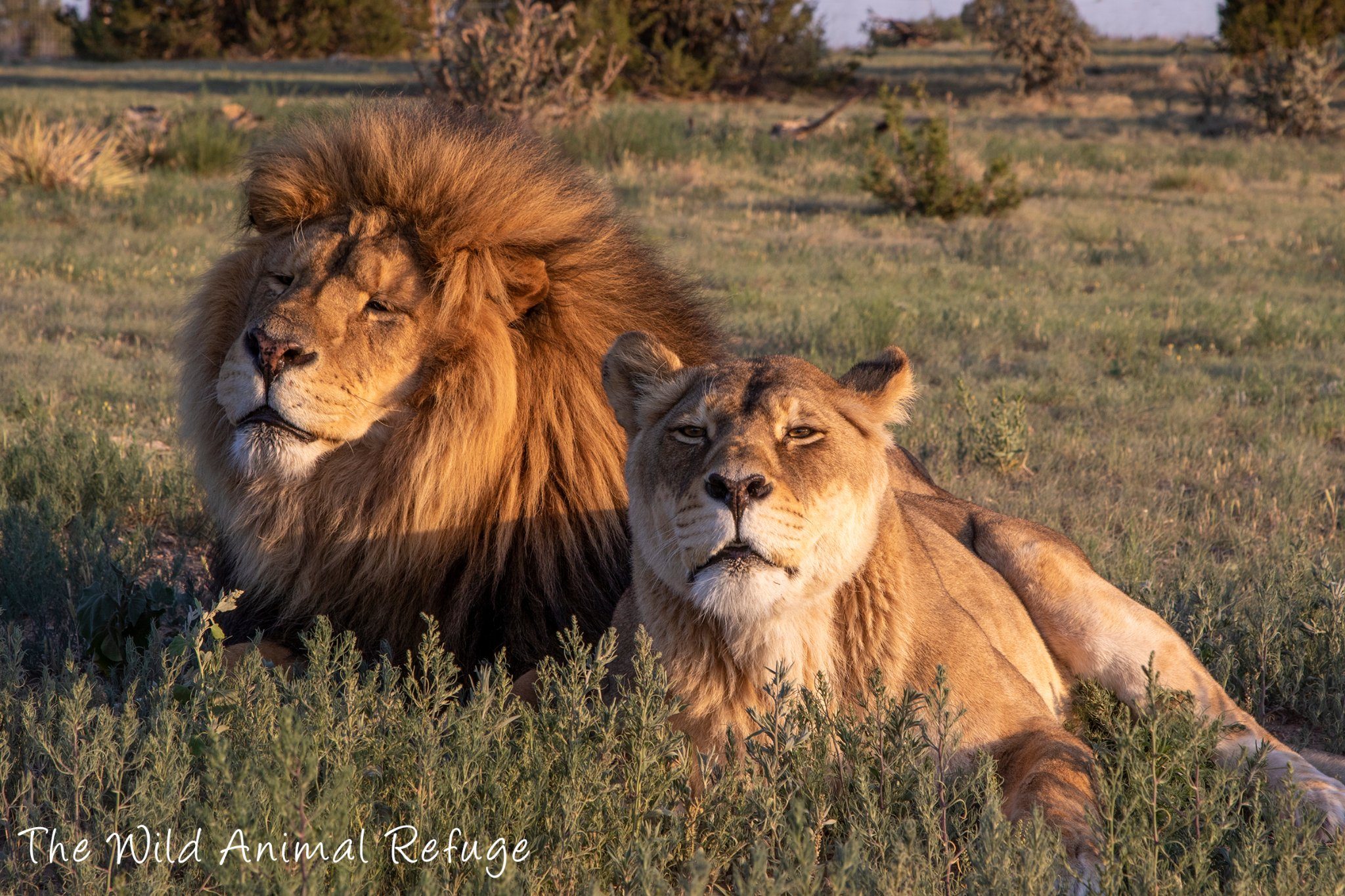 I leoni salvati dallo zoo ucraino di Odessa sono arrivati al Wild ...