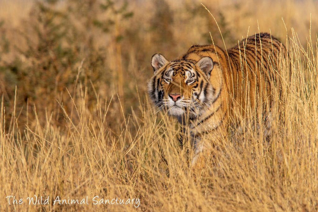 I leoni salvati dallo zoo ucraino di Odessa sono arrivati al Wild ...