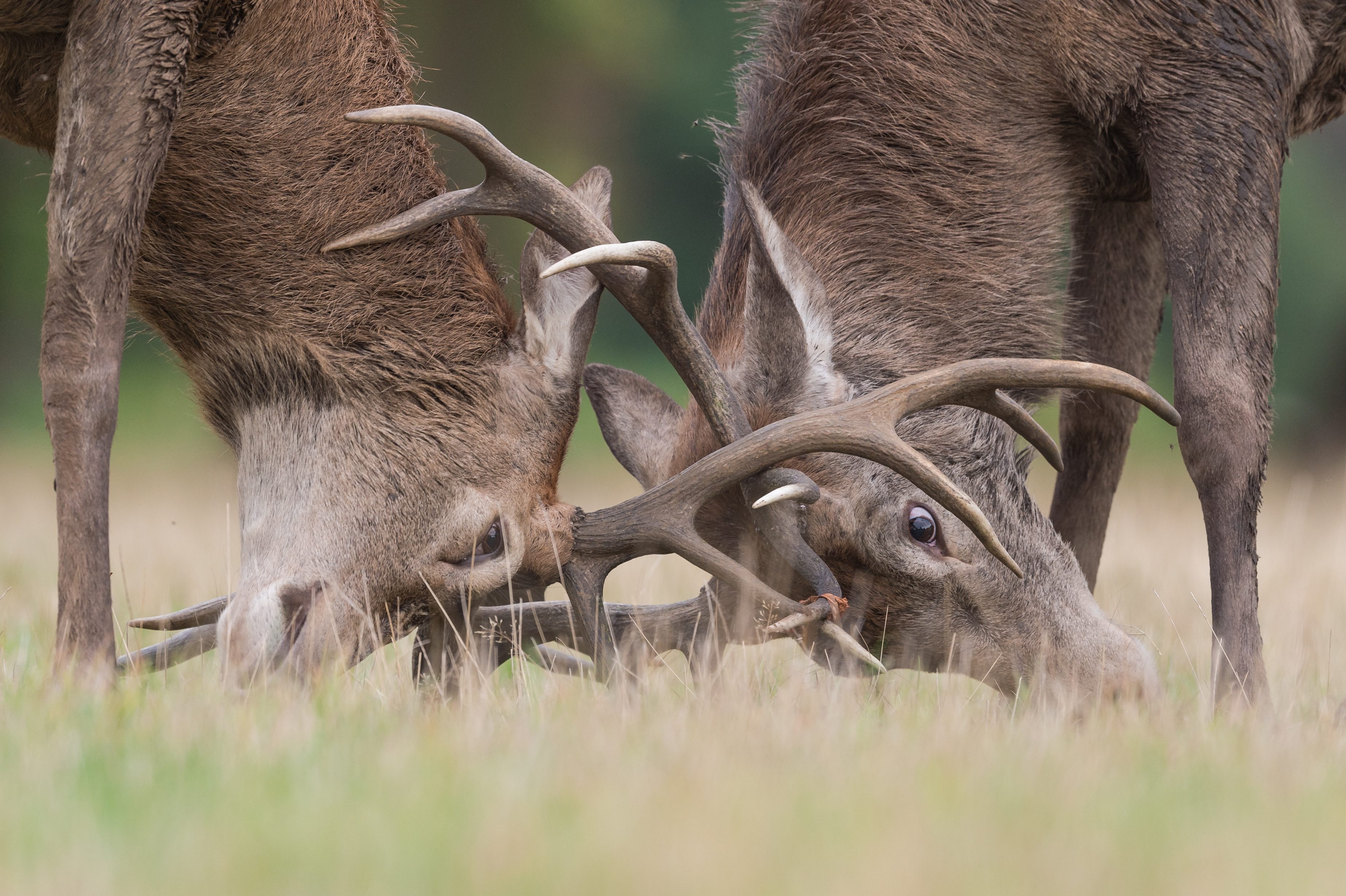 Il video della cerva che si beffa dei maschi, l'esperta: «La femmina si ...