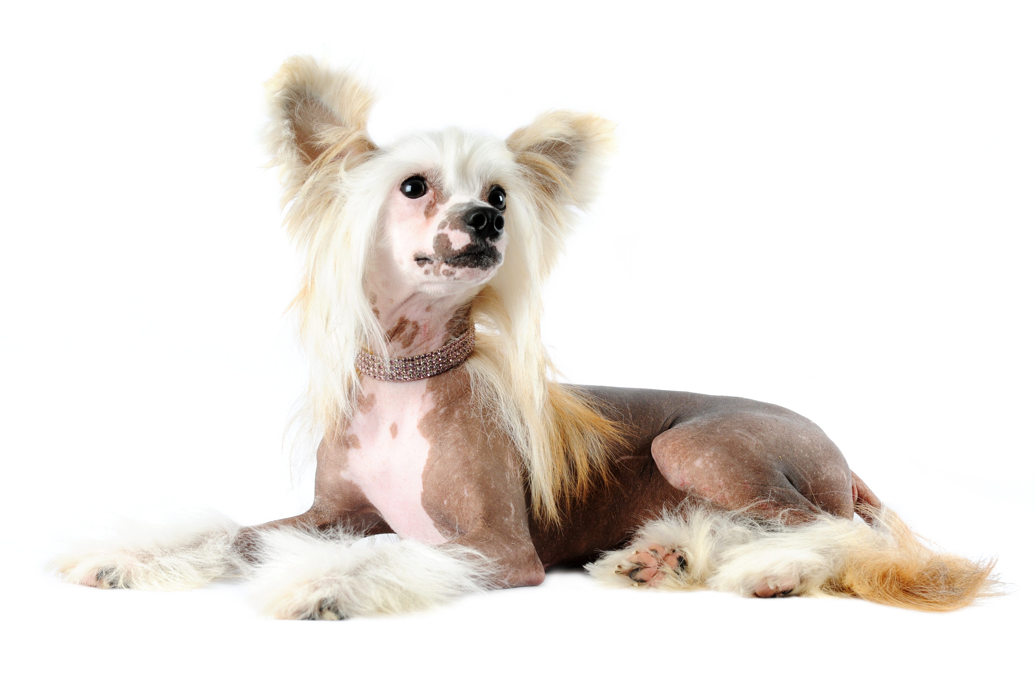Il Chinese Crested Dog, attento guardiano di tesori