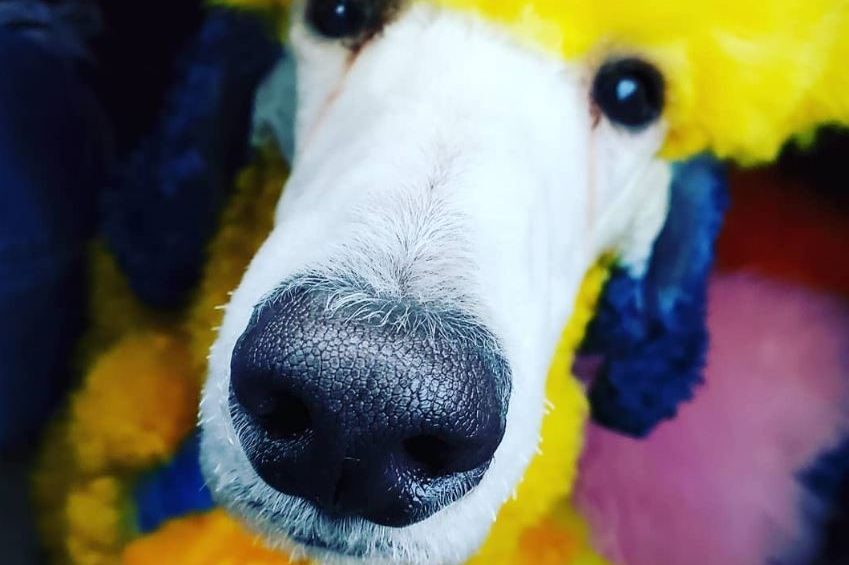 Artistic grooming, l'assurda moda di dipingere i cani. L'etologa: «Che ...