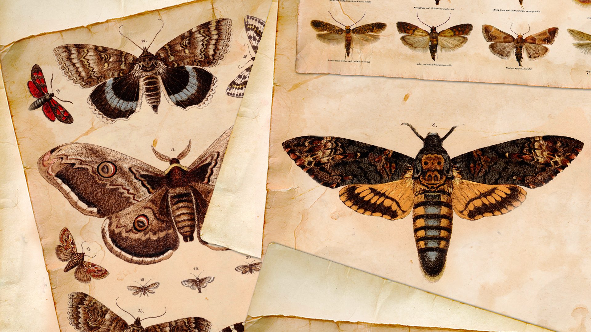 Farfalle e falene: che differenza c'è e come distinguerle