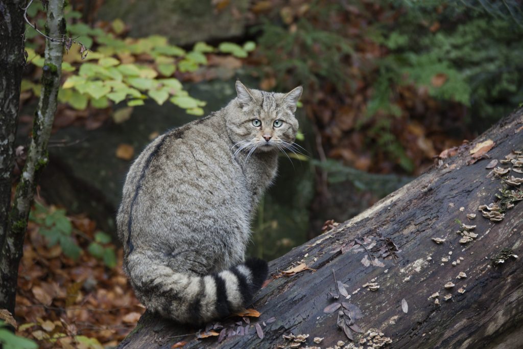 Un raro gatto selvatico filmato a Fiumalbo sull'Appennino Tosco-Emiliano