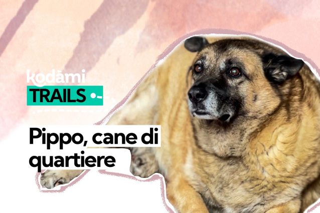 Video Reportage | Kodami