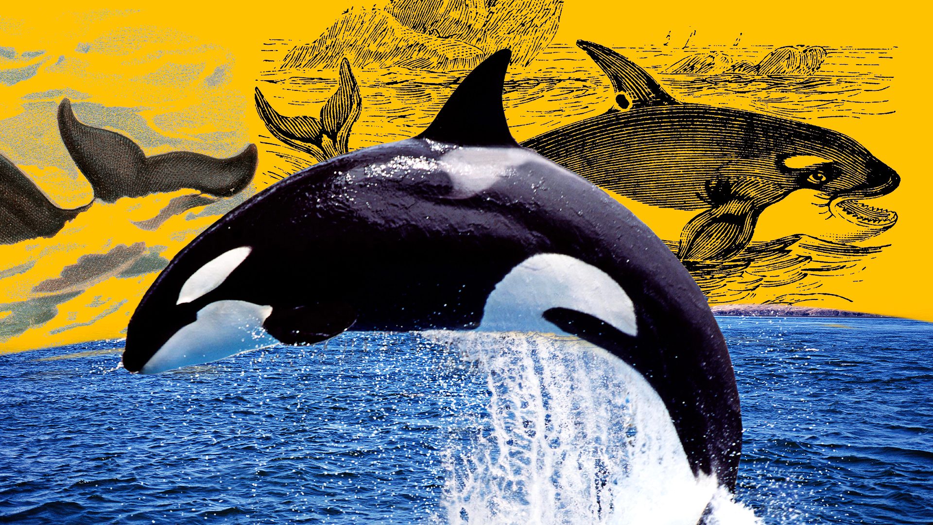 Perché si dice orca assassina?