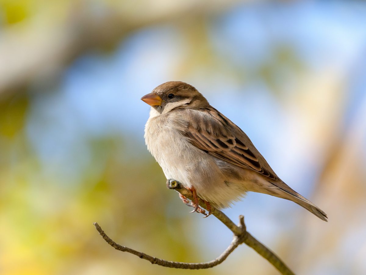 Perché i passeri stanno sparendo dalle nostre città