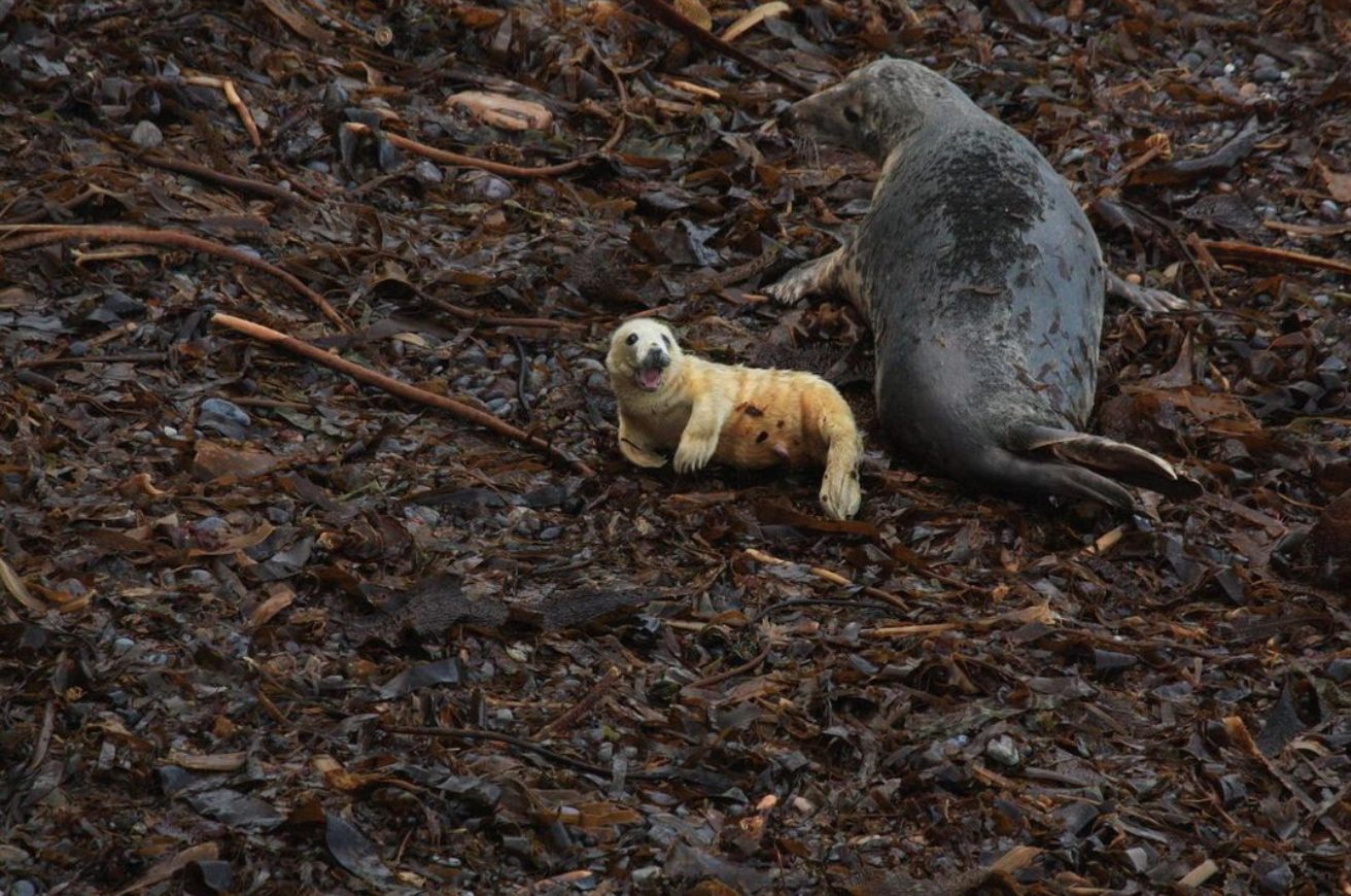 Cucciolo di foca morto per un selfie: i gravi danni della poca ...
