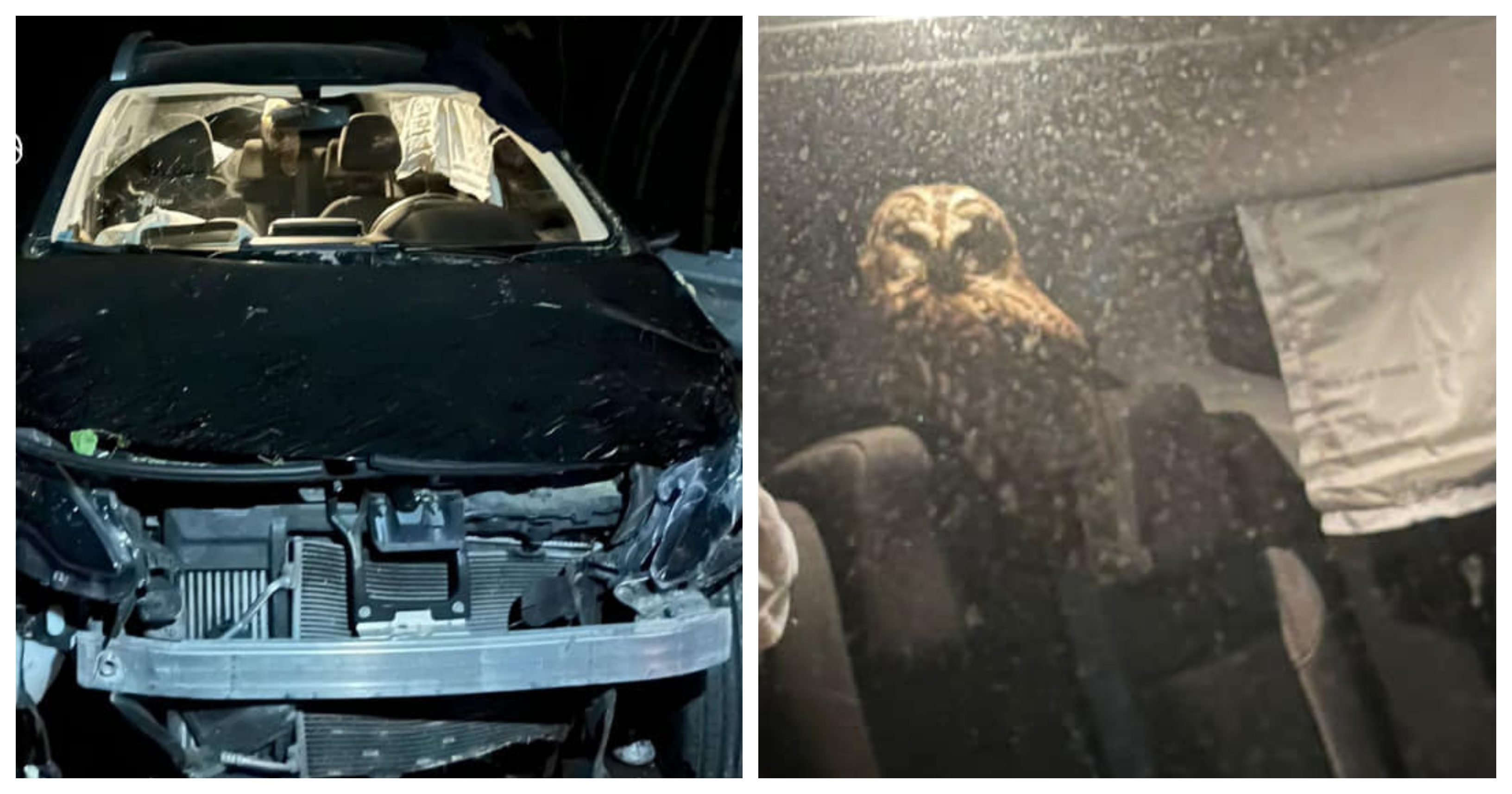 Allocco entra dal finestrino e l'auto si ribalta due volte: conducente ...