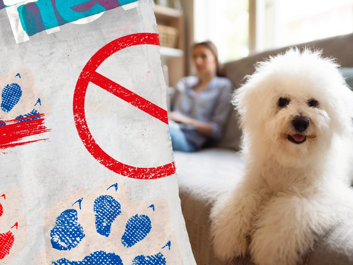 La vera storia del Bichon Frisé che ha fatto l'abbonamento a un canale ...