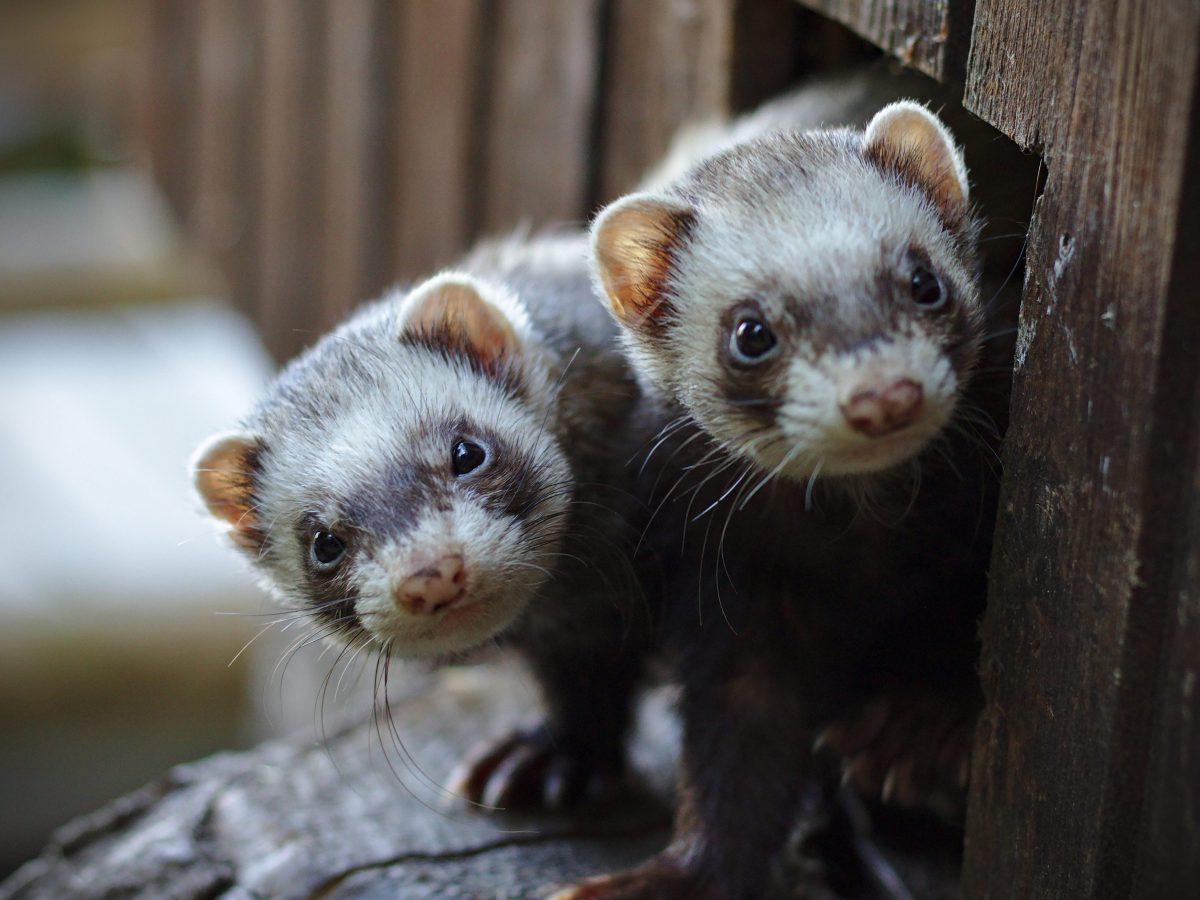 Il furetto domestico: tanti gli animali che vengono comprati e poi ...