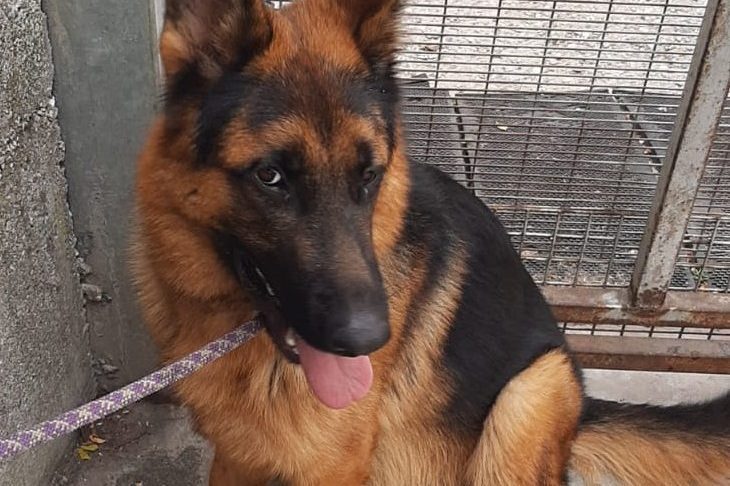 Pastore Tedesco di 8 mesi tenuto tutto il giorno alla catena: si cerca ...