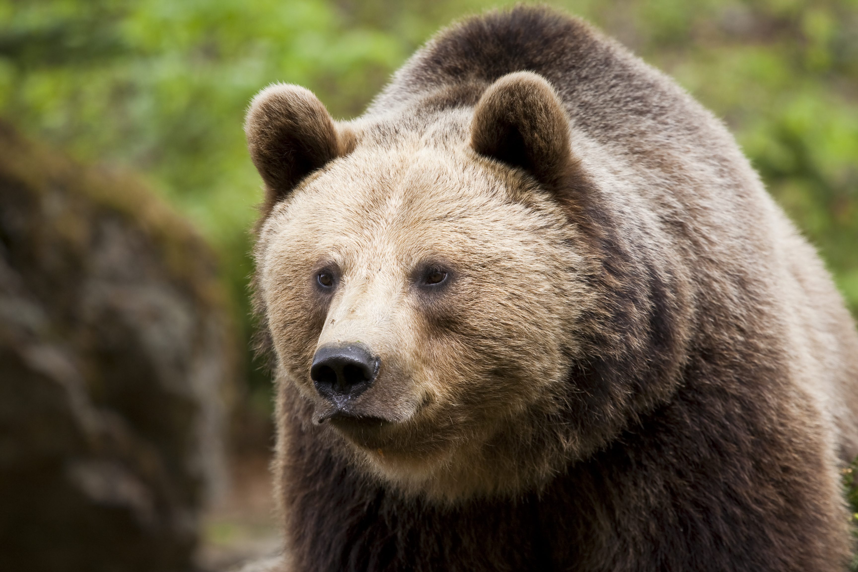 Ursidi: caratteristiche ed elenco delle principali specie