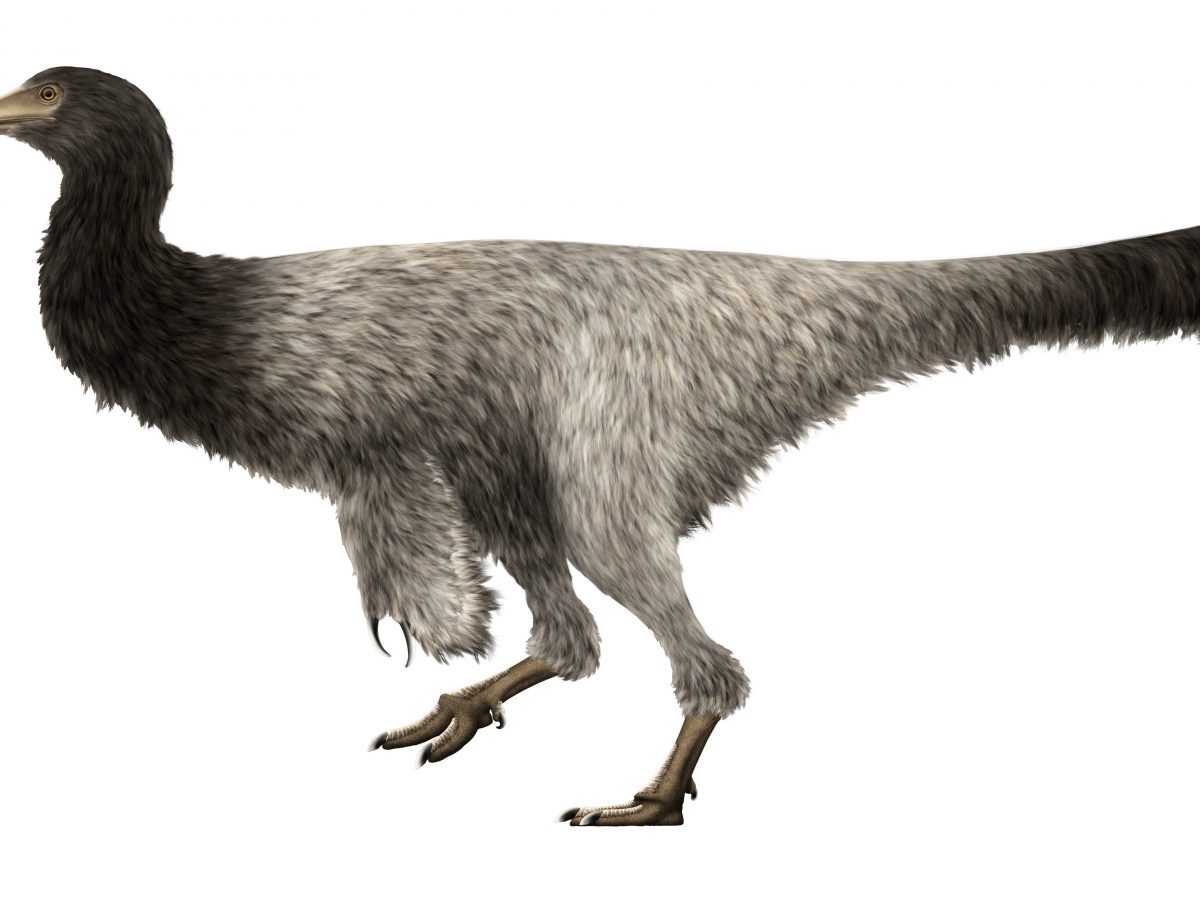 Le prede dei tirannosauri potevano pesare più di 800 chili: ecco chi ...