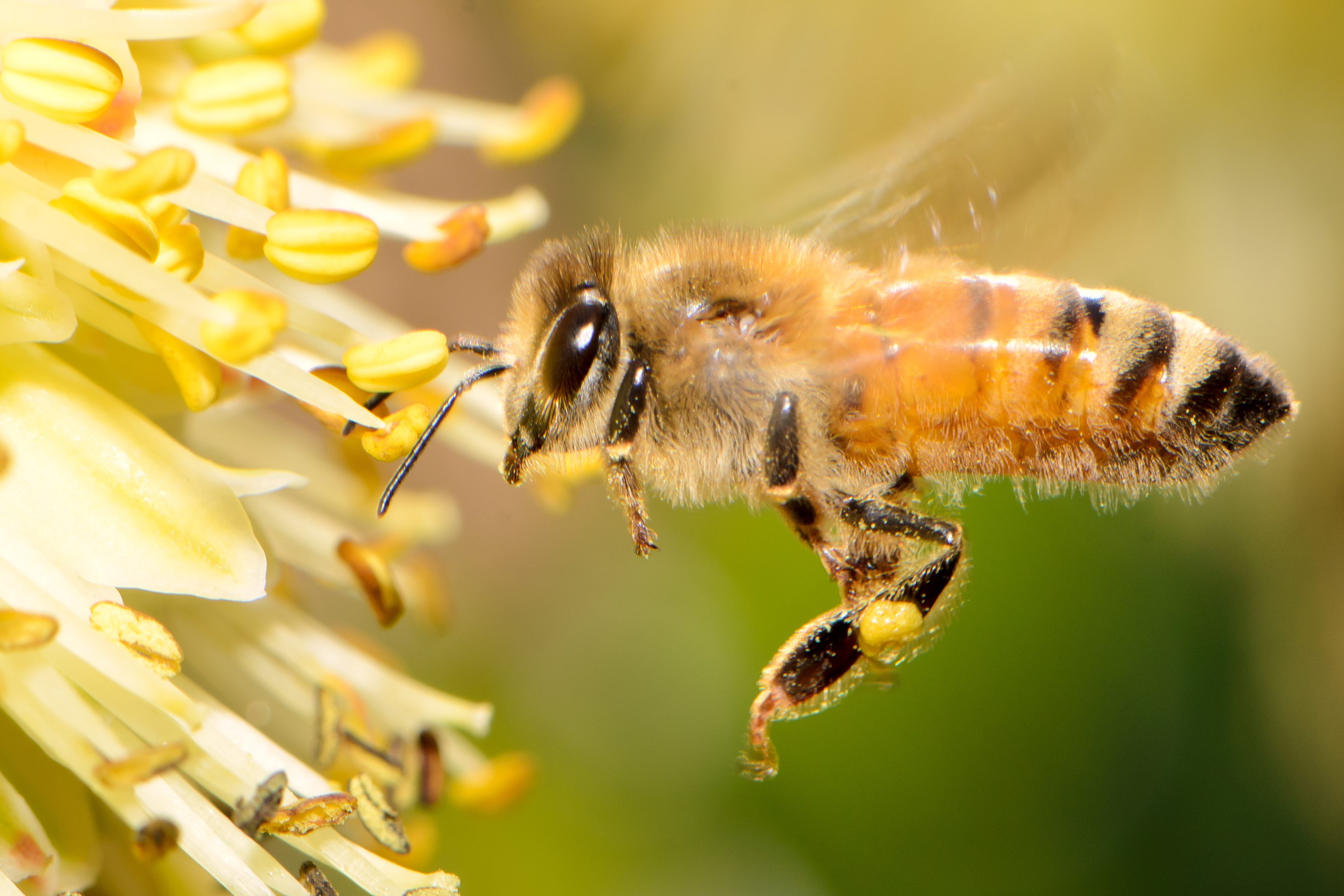 Le api producono meno miele: negli ultimi 50 anni la loro aspettativa ...