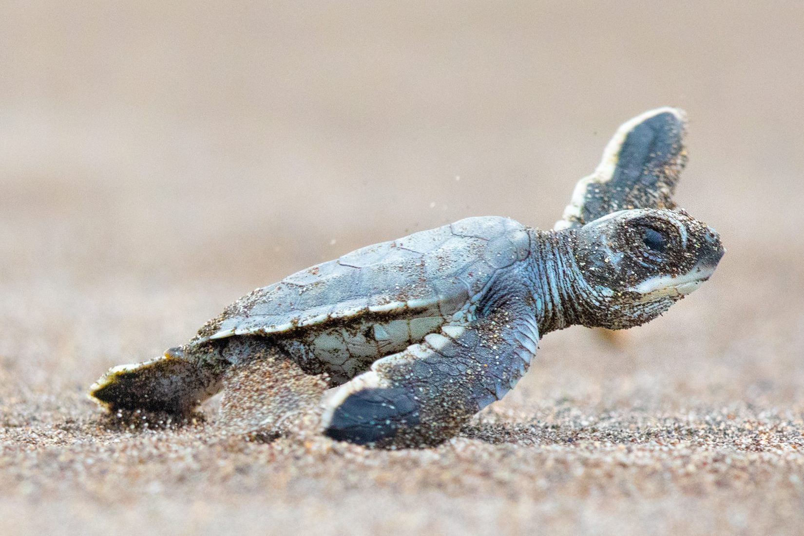 Il mistero del lago Bardawil, il paradiso che permette alle tartarughe ...
