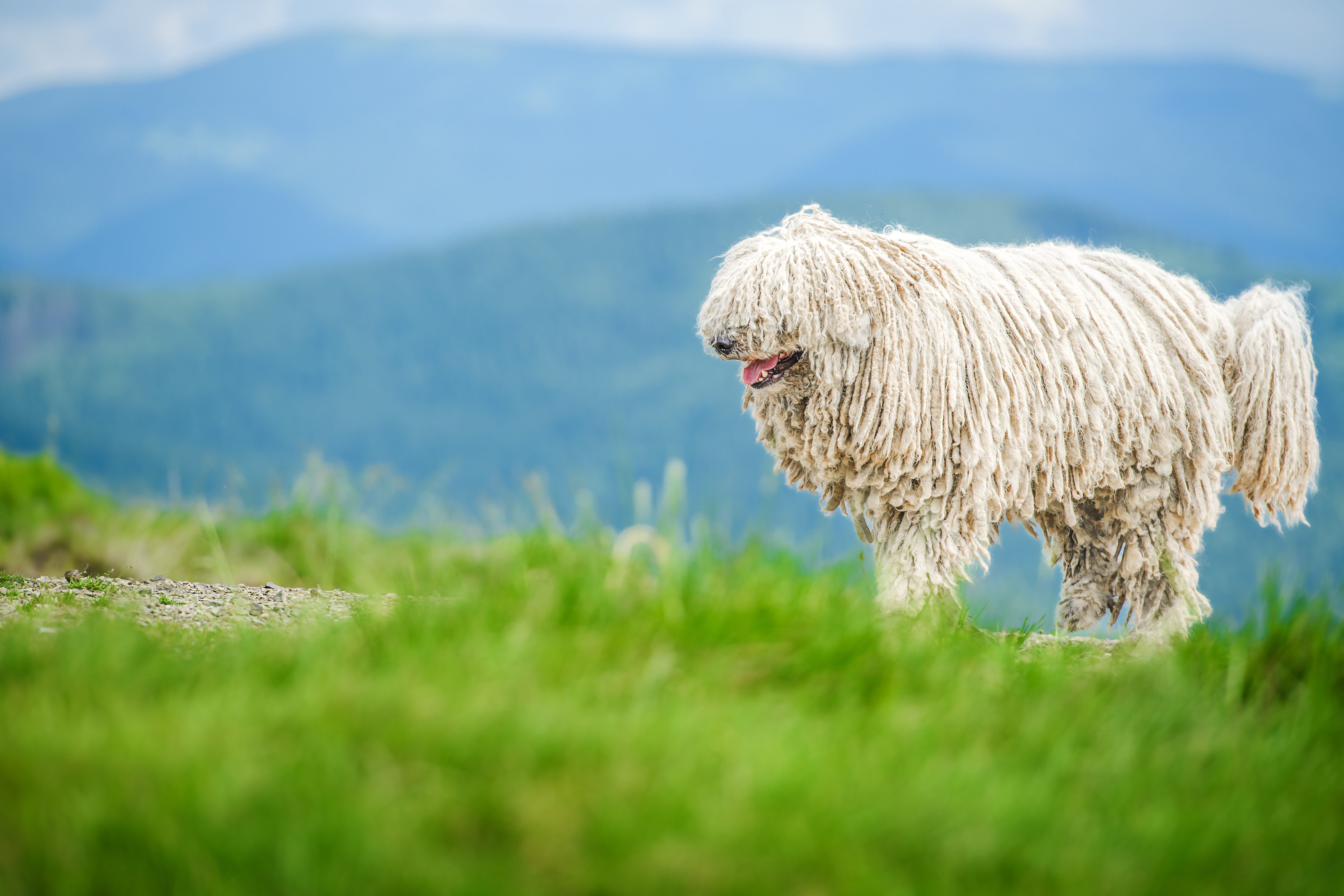 Komondor, l'antico e coraggioso cane rasta d'origine ungherese