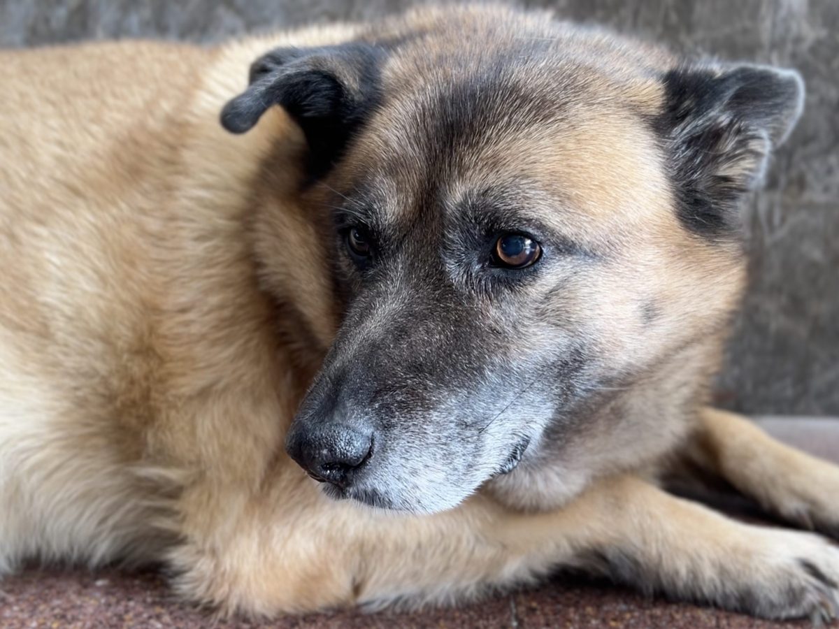 Pippo sta dimagrendo, i volontari: «Ora bisogna riconoscerlo come cane ...