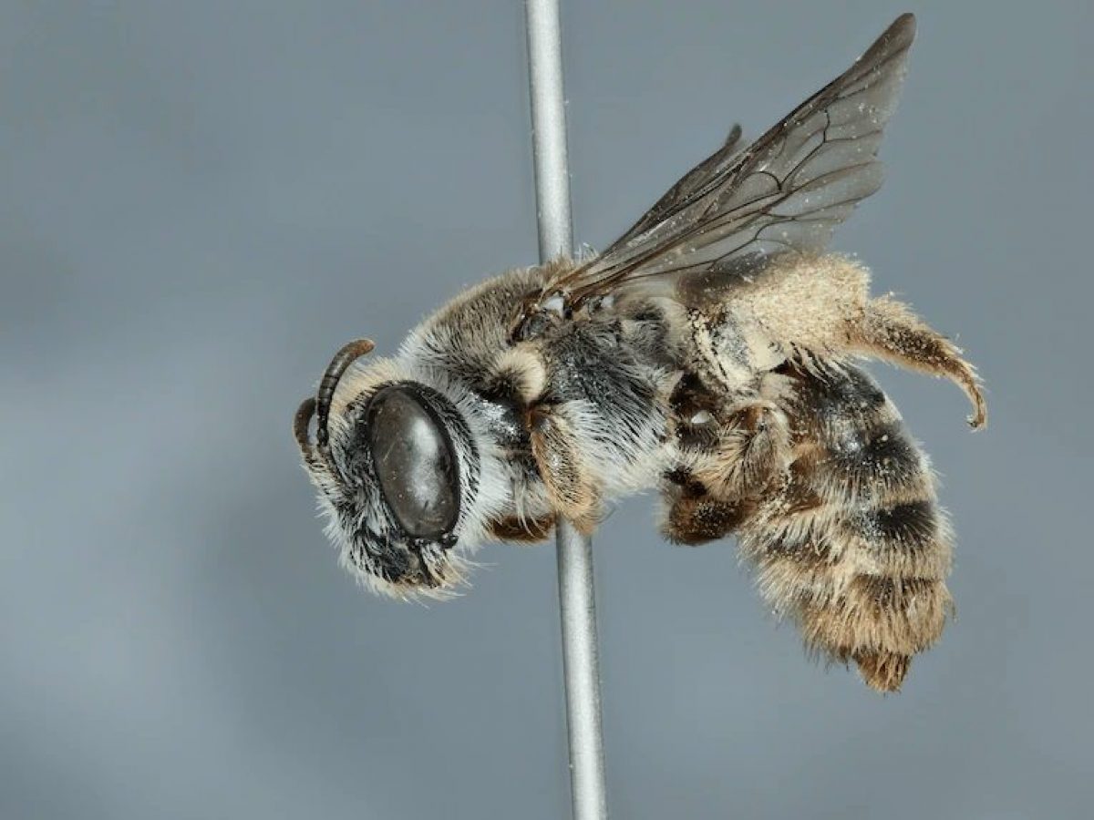 Scopre una nuova specie di ape e la dedica al suo amato cane