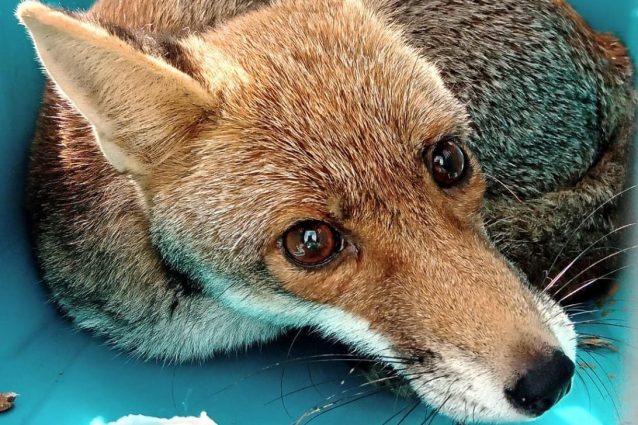 Salva una volpe ferita: una storia che racconta il modo giusto per ...