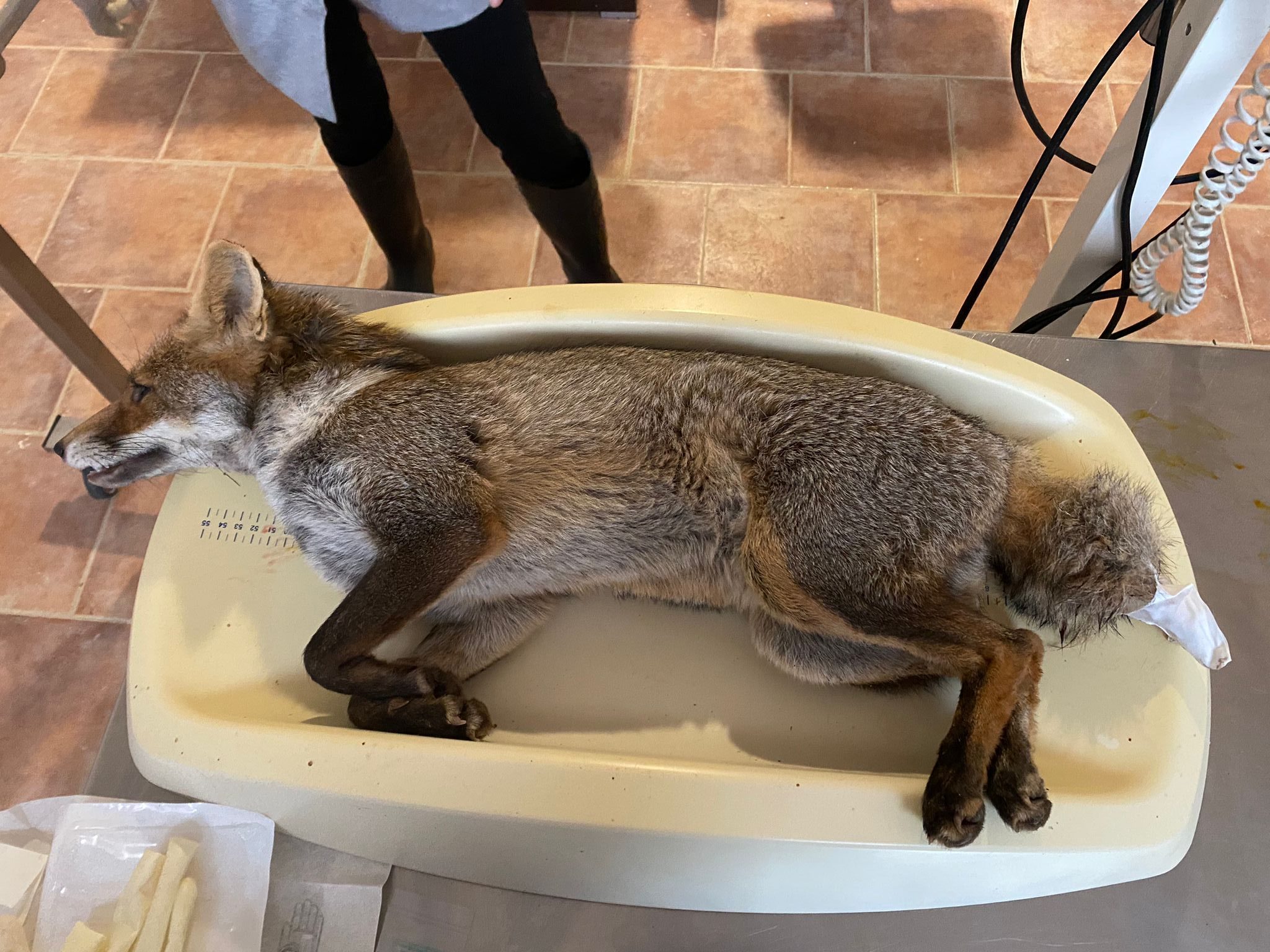 Salva una volpe ferita: una storia che racconta il modo giusto per aiutare un selvatico