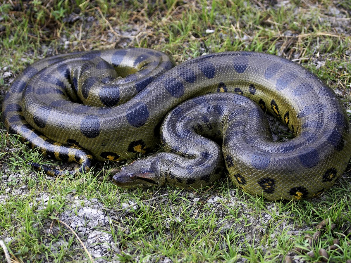 A 20 anni dalla sua scoperta, confermata la quarta specie di anaconda ...