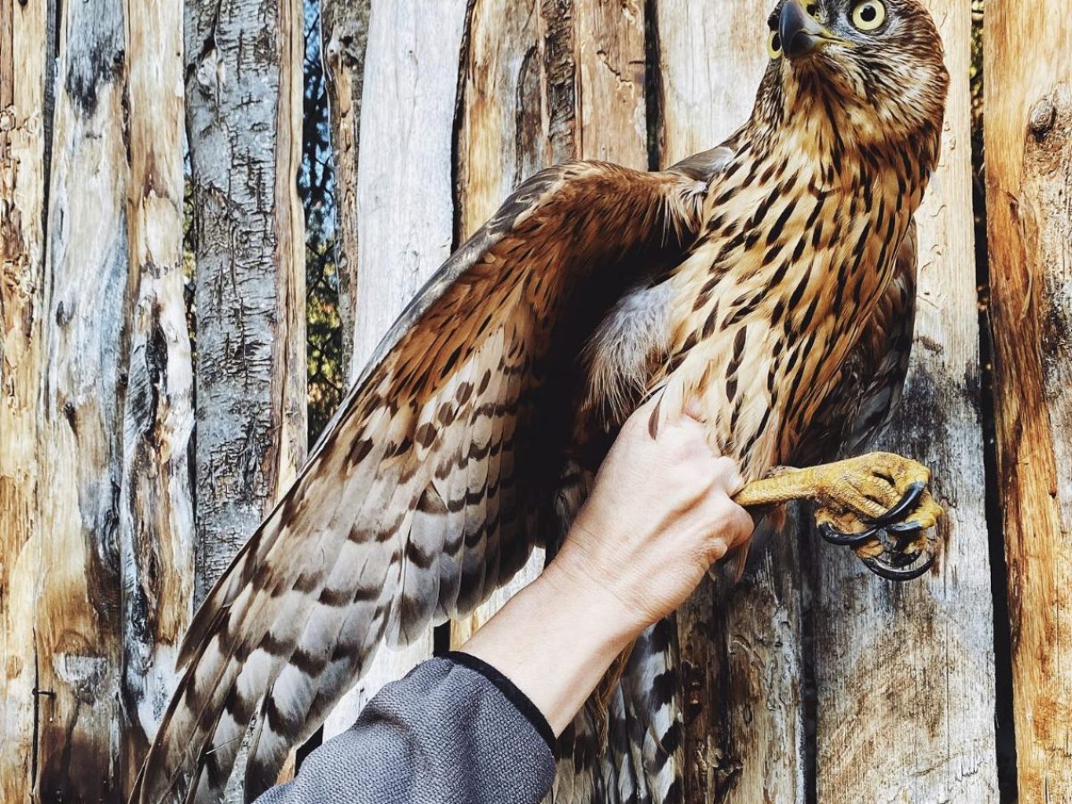 L'astore (Accipiter gentilis)