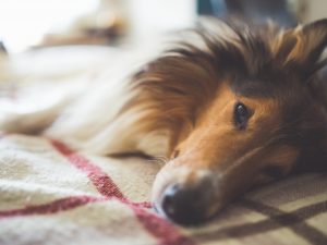 La rabbia nel cane: sintomi, cura e prevenzione