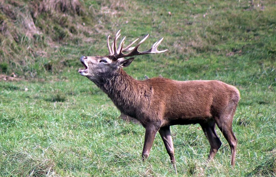 Morti due cacciatori in 24 ore. Il dibattito sulla caccia al cervo nel ...