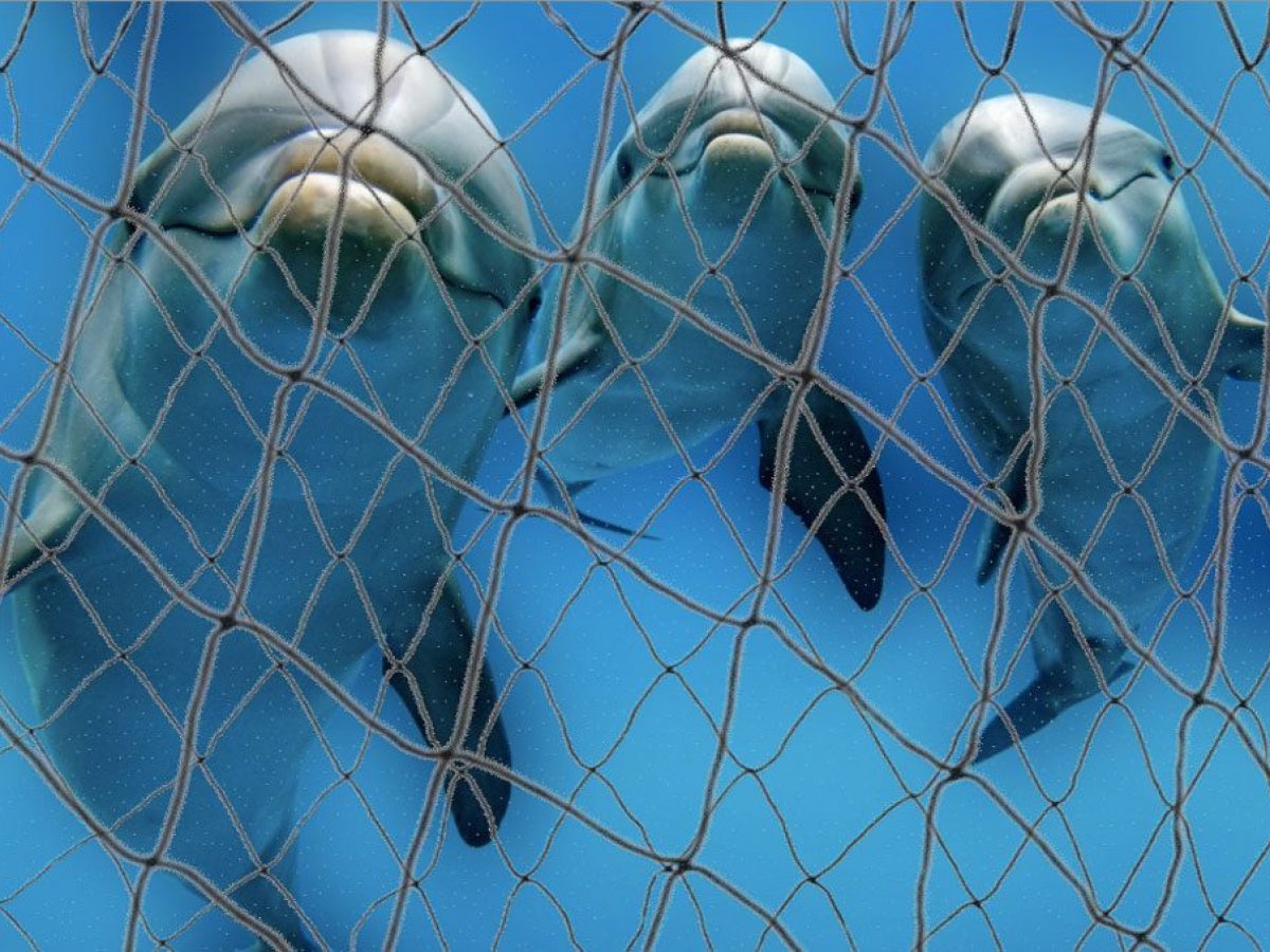 Ai delfini piace il piccante? Il caso della capsaicina nelle reti da pesca