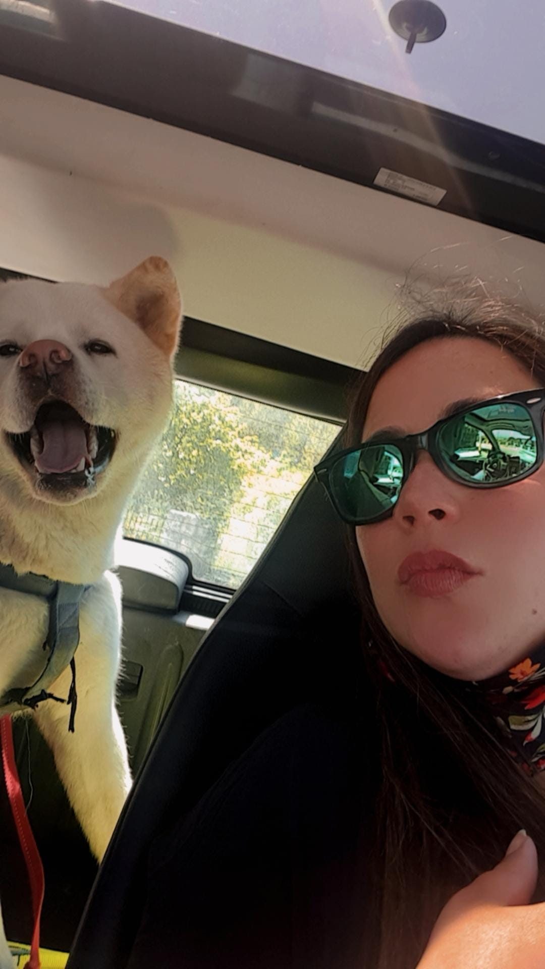 La storia di Yuki, l'Akita che si rifugia nell'auto di famiglia dopo la ...