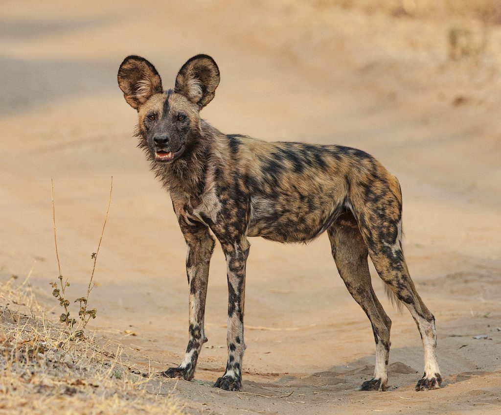 Il licaone (Lycaon pictus)