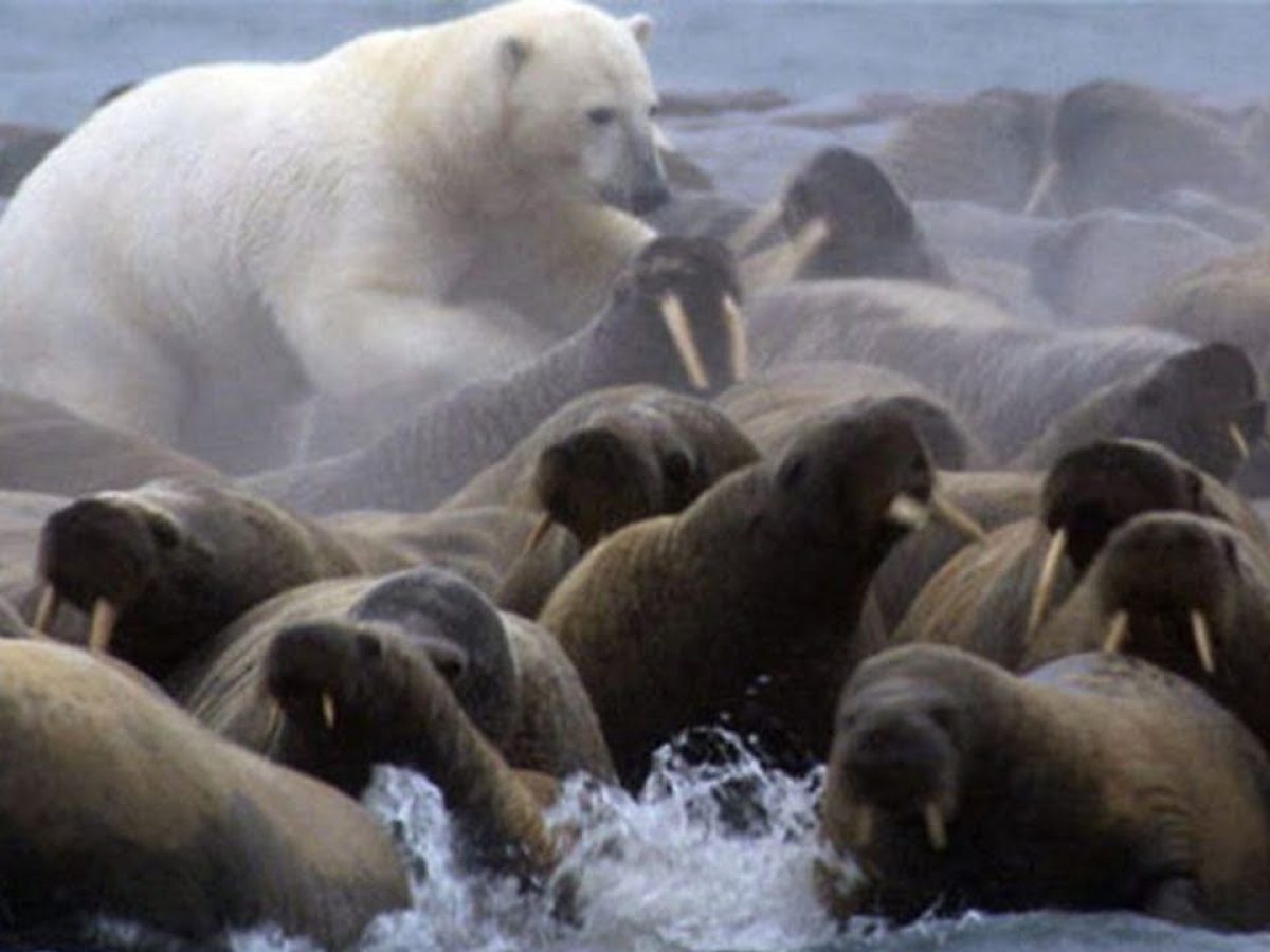 Orso polare contro trichechi, il video che racconta il Pianeta che ...