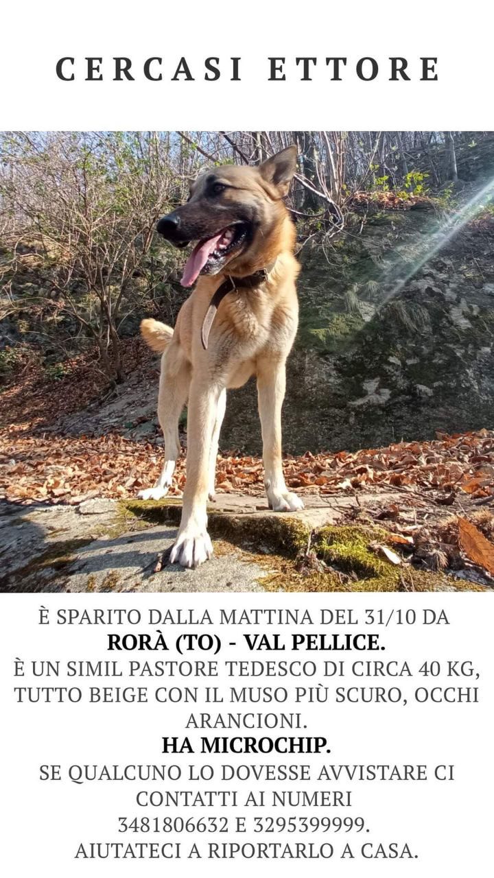 «Il vostro cane è qui» ma è solo un orribile scherzo per un video su TikTok, Ettore è ancora ...