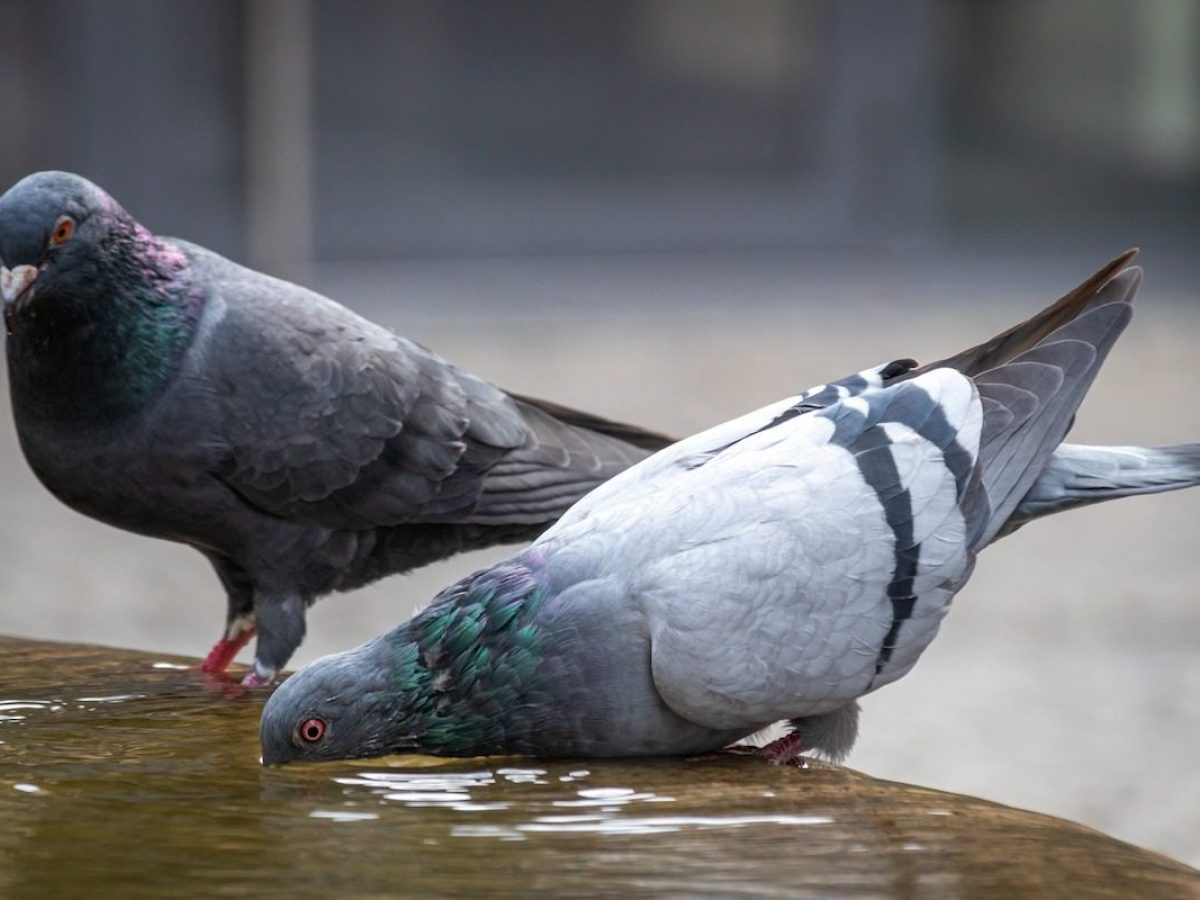 Piccioni zombie con il collo deforme in Gran Bretagna: è allarme ...