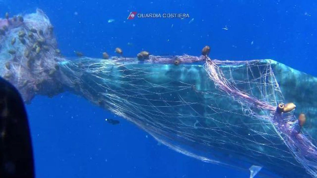 La COP 15 dichiara l'allarme generale per la fauna marina