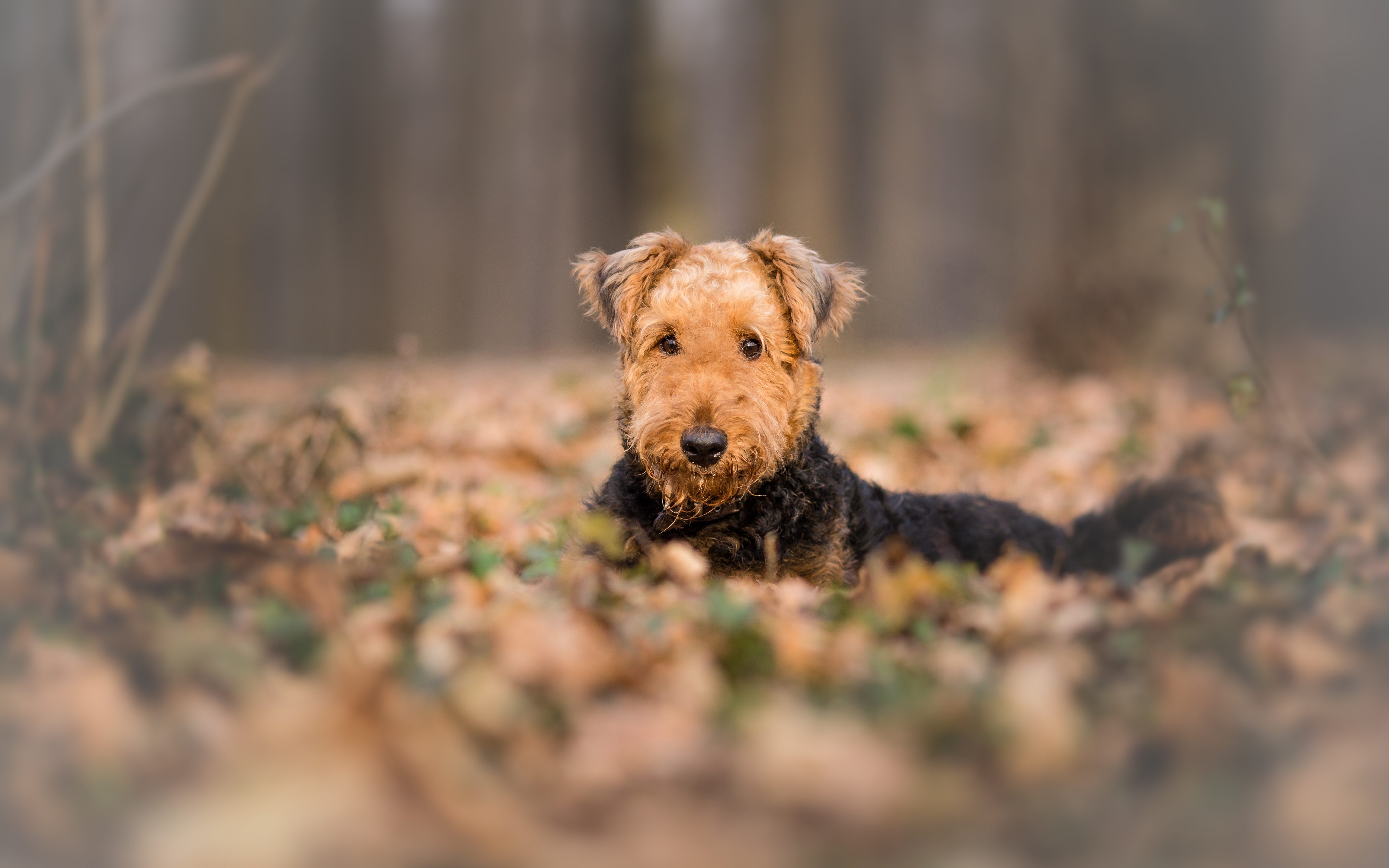 Airedale Terrier, l'ostinato e coraggioso Re dei Terrier