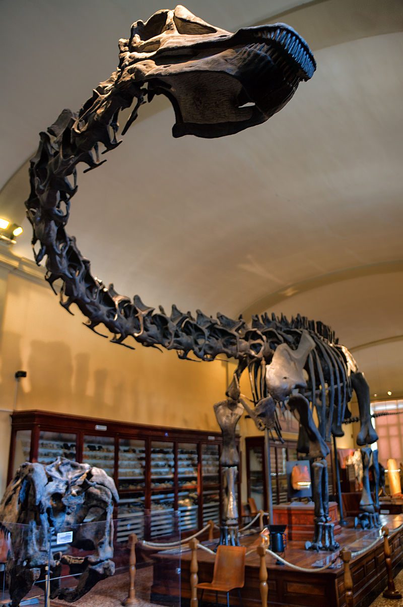 Il diplodoco, uno dei dinosauri dal collo lungo più famosi della storia