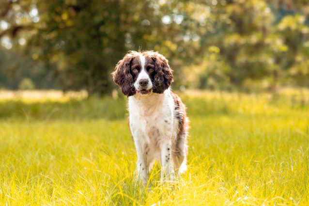 Lo Springer Spaniel Inglese, antico ed esuberante cane da caccia