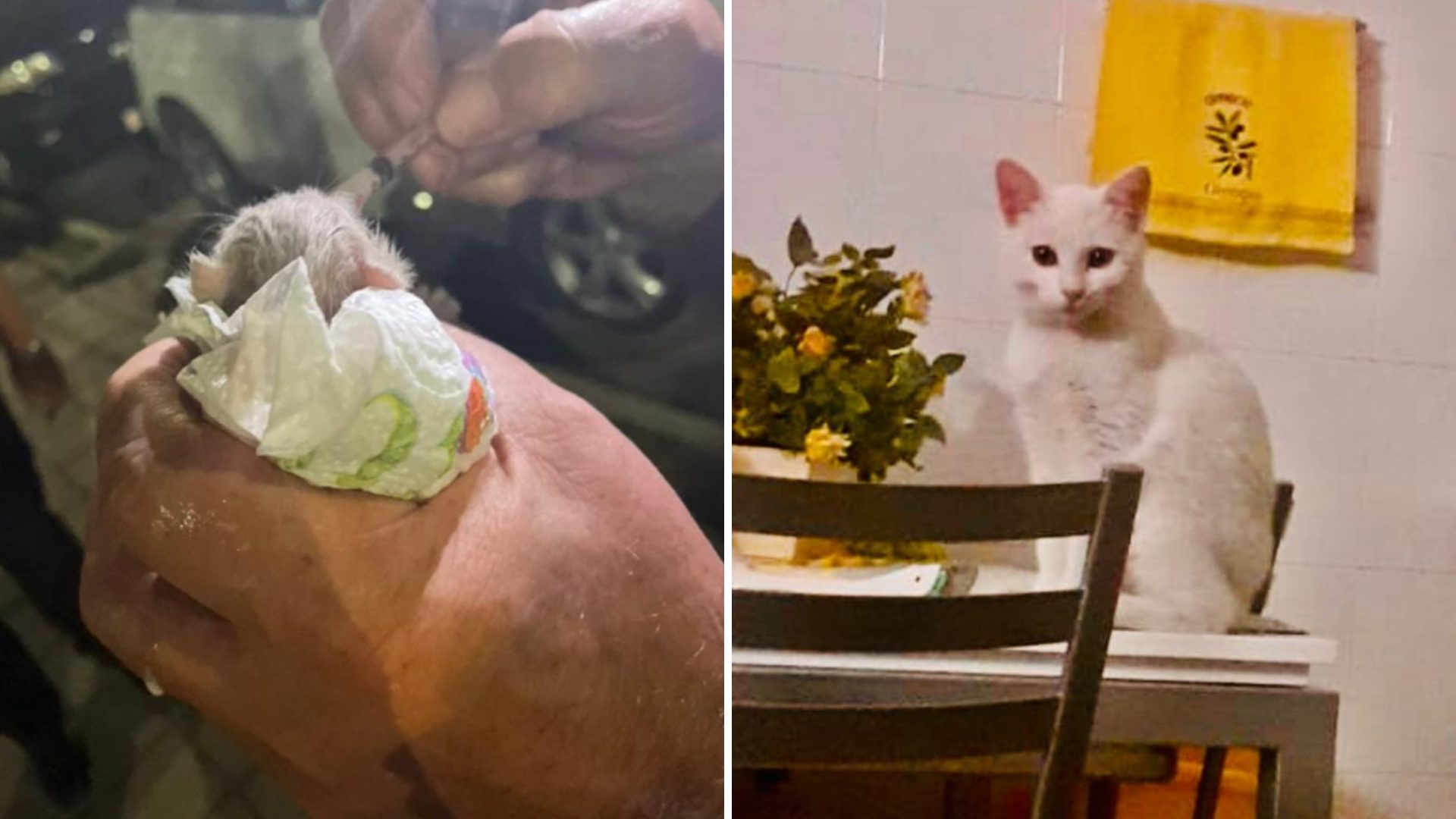 La gattina gettata nell'immondizia a Vallo della Lucania è stata ...