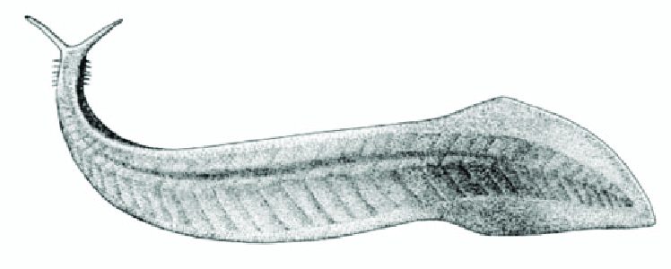 Un fossile del Cambriano permette di risolvere l'enigma dell'origine ...