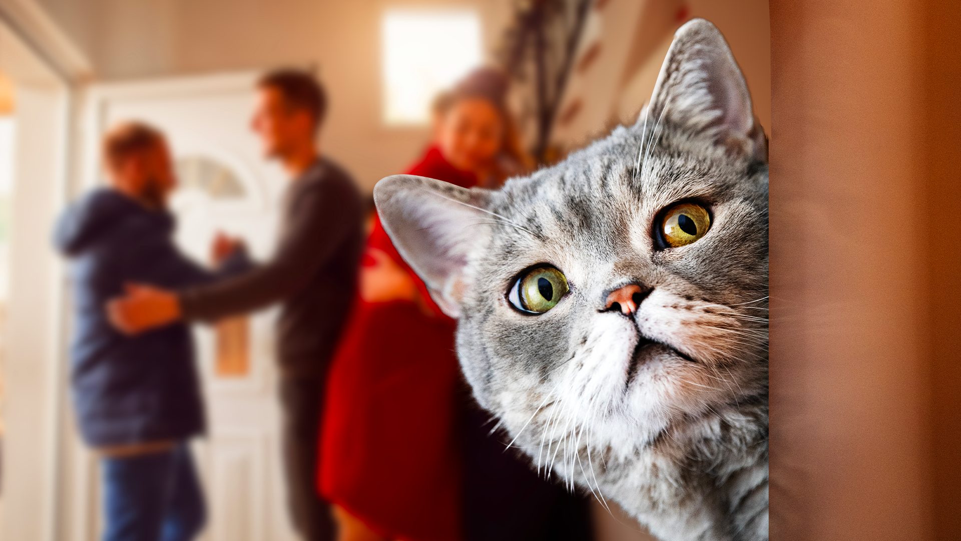 Come abituare il gatto agli ospiti?