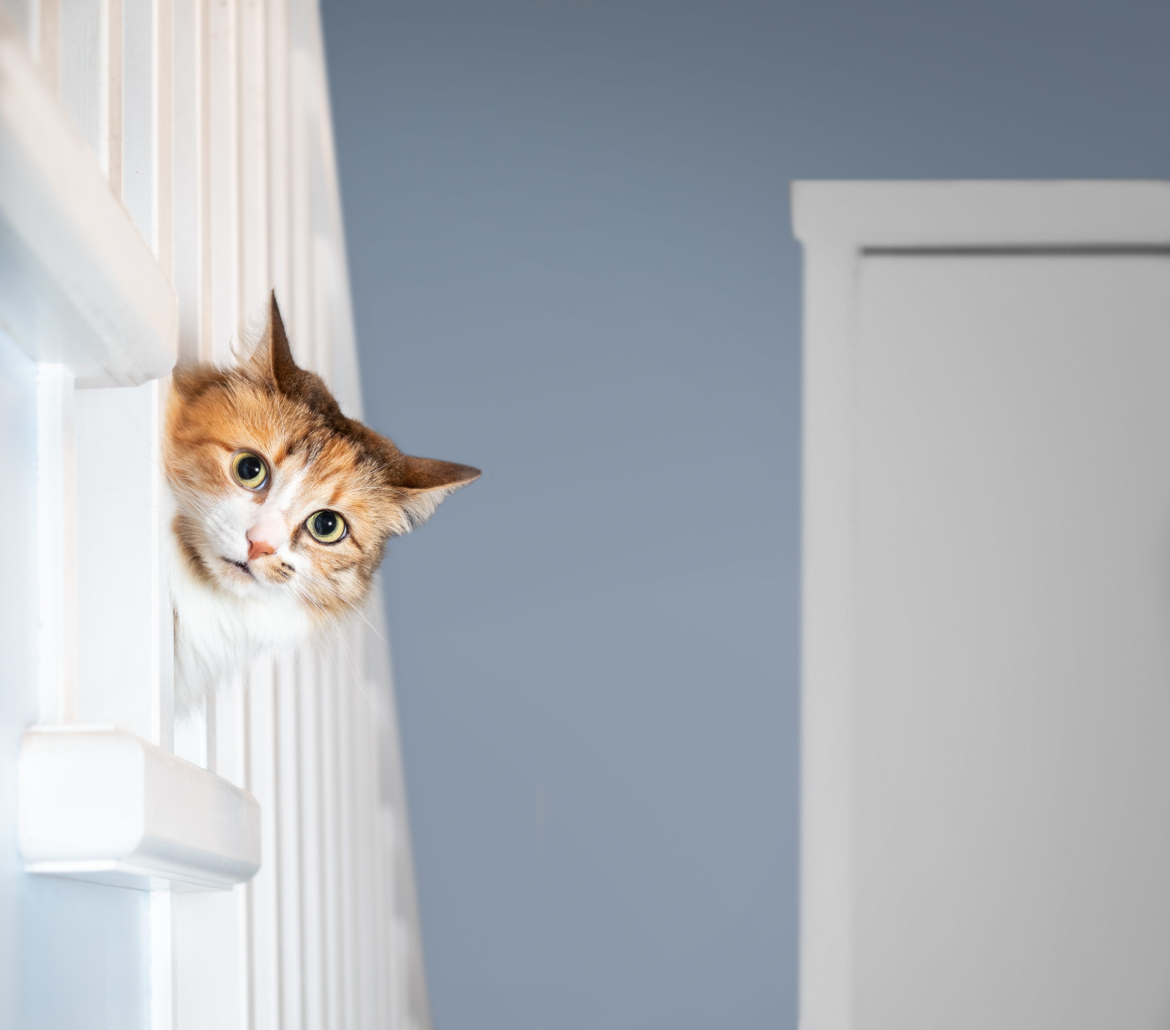 I gatti sanno dove si trovano i loro umani in casa, anche quando non li ...