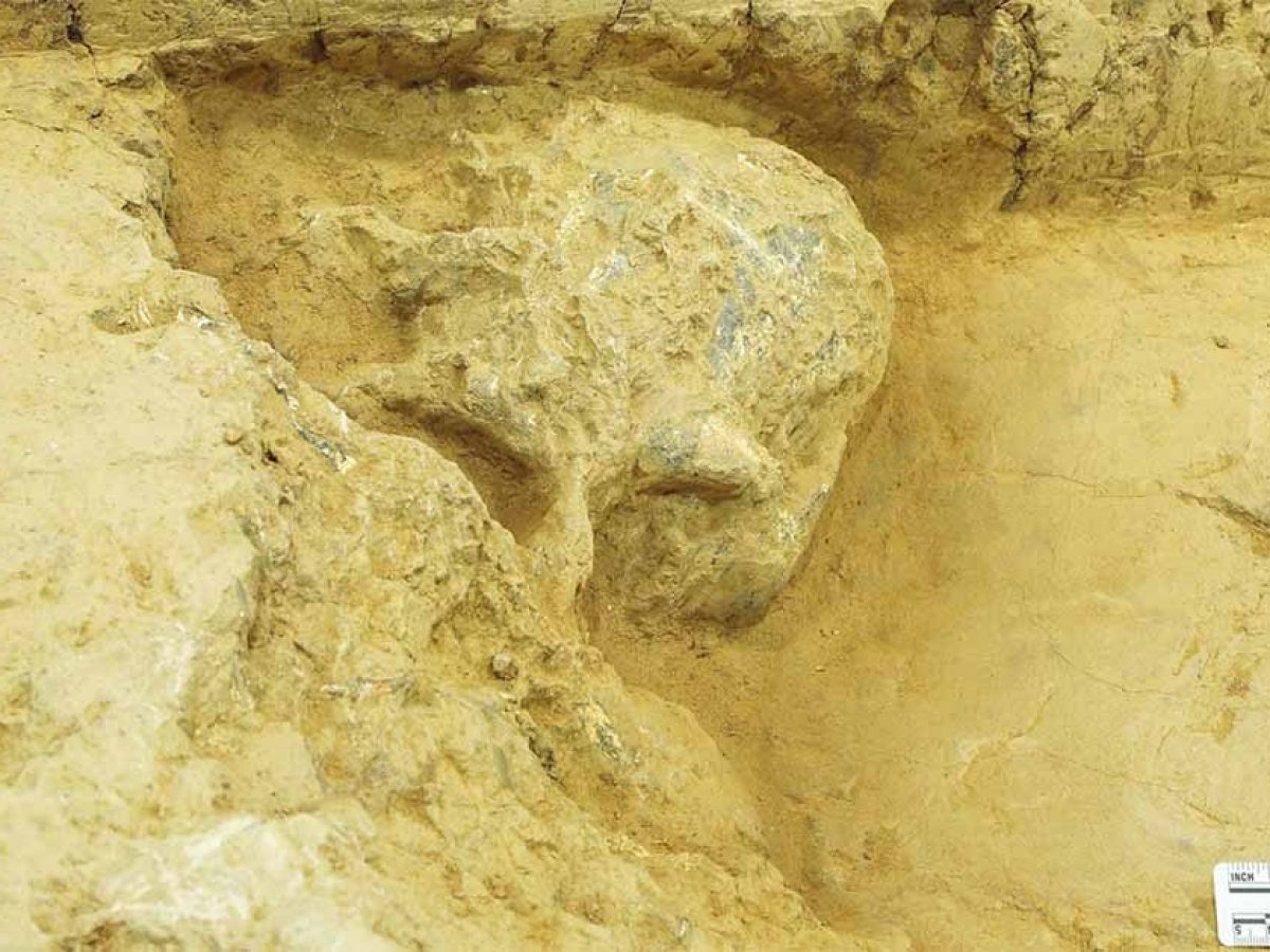 Il ritrovamento di un Homo erectus in Cina fa emozionare tutti gli studiosi