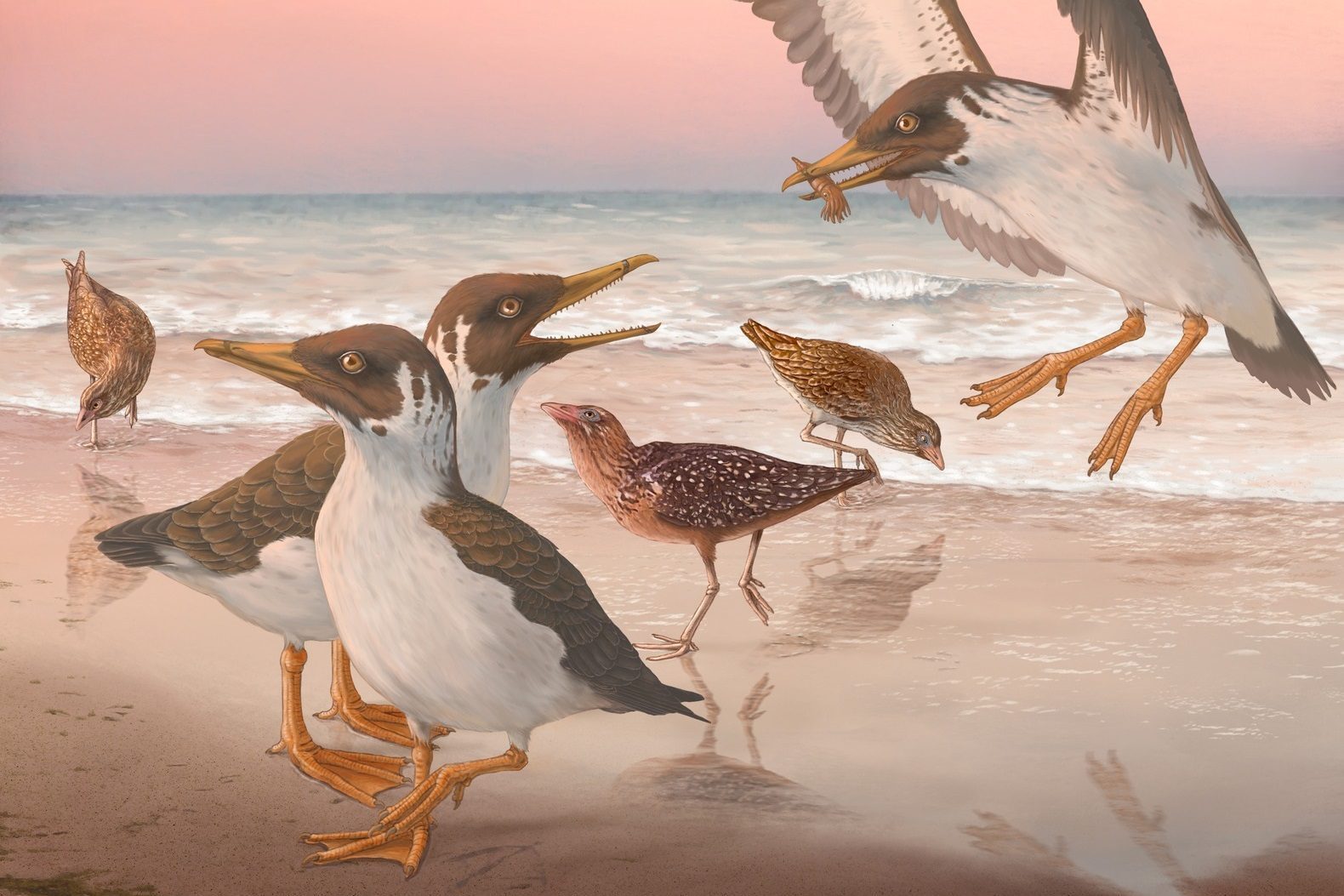 Una nuova scoperta riscrive l'evoluzione del becco degli uccelli