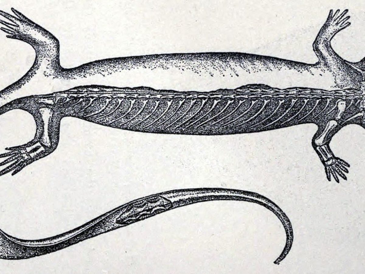 Le ossa fossili cucinate dalla deriva dei continenti