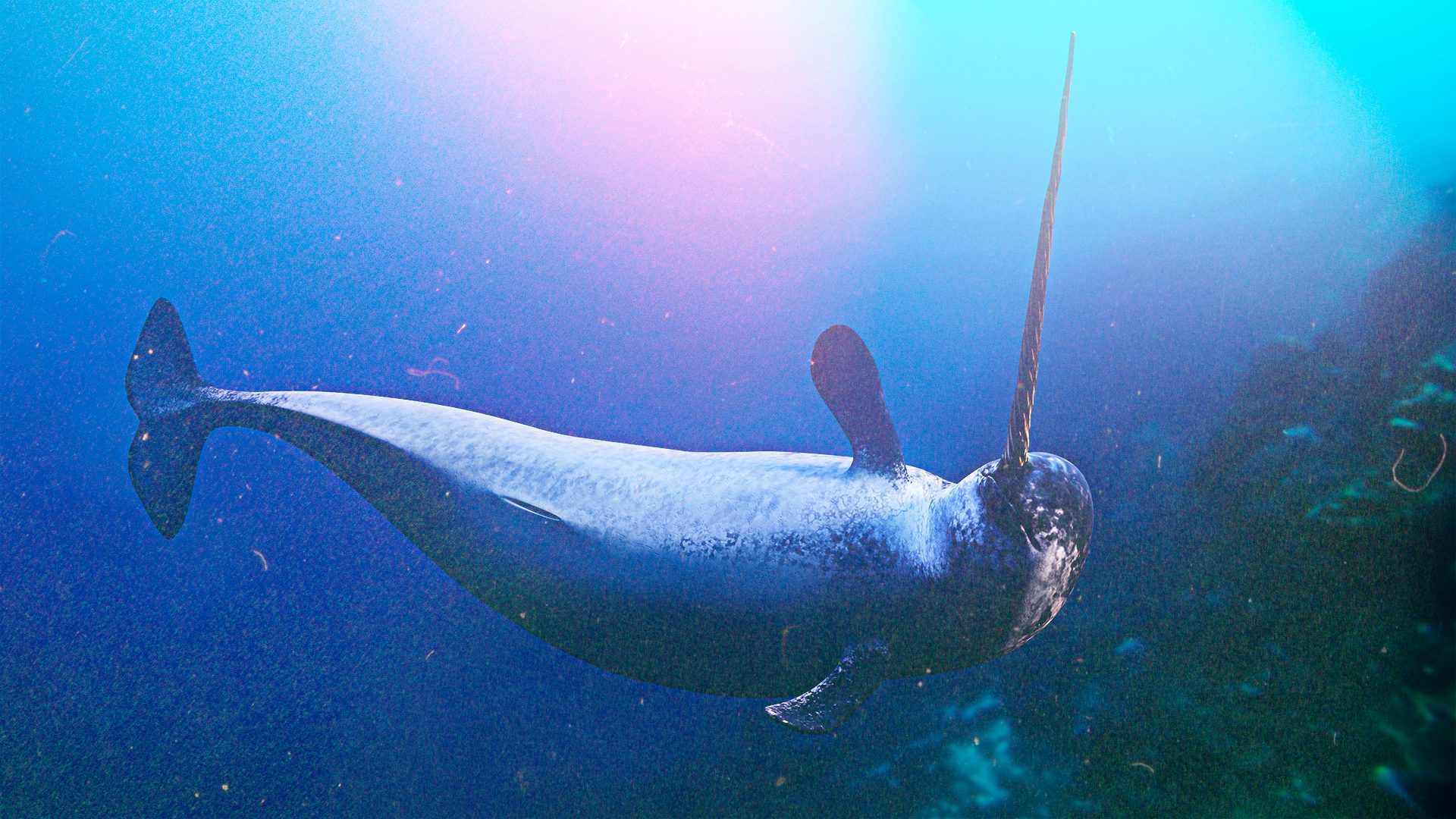 A cosa serve la zanna del narvalo?