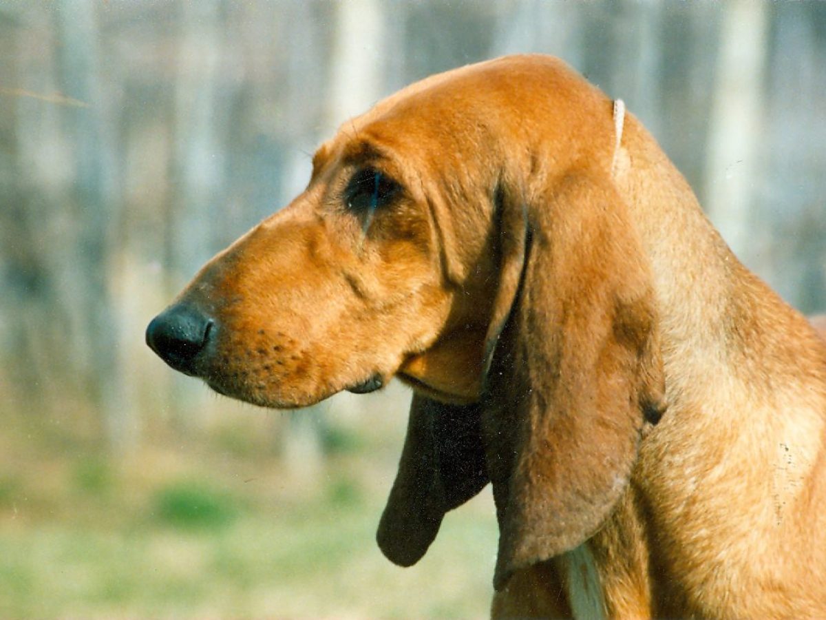 Il Segugio Italiano a pelo raso, timido e riservato cacciatore