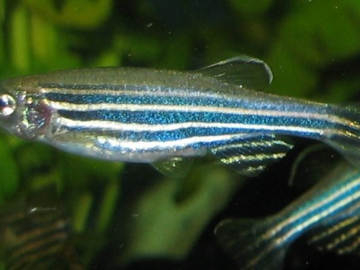 Le straordinarie capacità rigenerative del pesce zebra