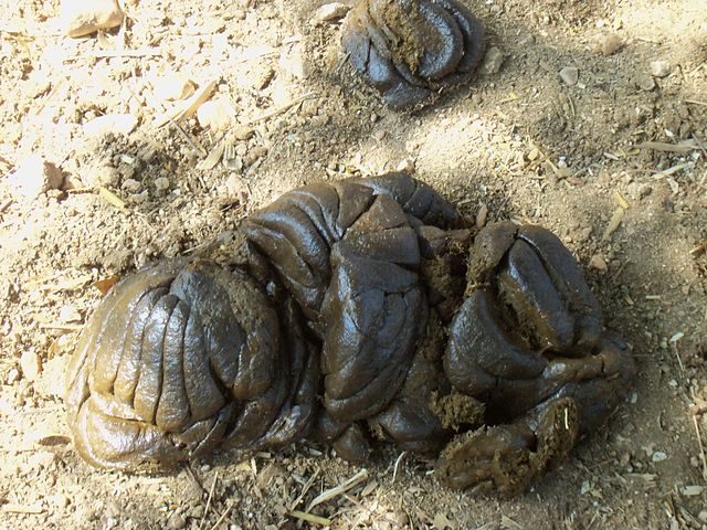 Di cos'è fatta la cacca degli animali e come si riconosce?